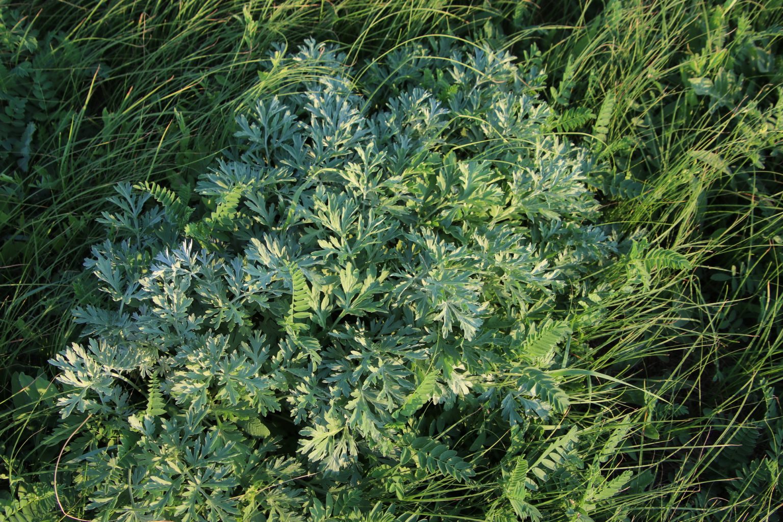 Wormwood - Artemisia Absinthium - Coco's Green Deli